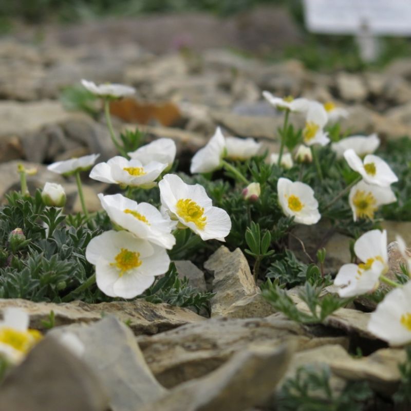 Botanischer Alpengarten Schynige Platte – Home